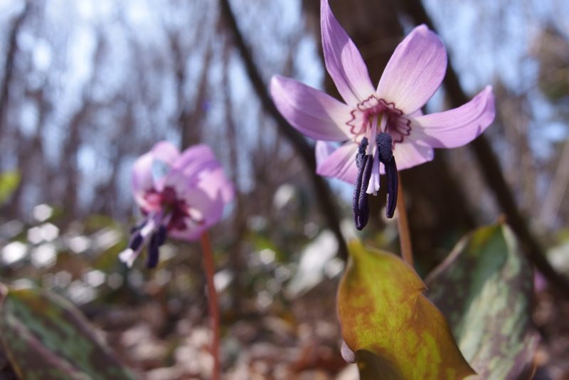 【MOVIE】Spring fairy! The beauty of Katakuri(Hida, Myoko City History ...