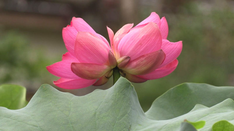 “Double headed lotus” is in bloom! Takada Castle Site Park | Yukiguni ...