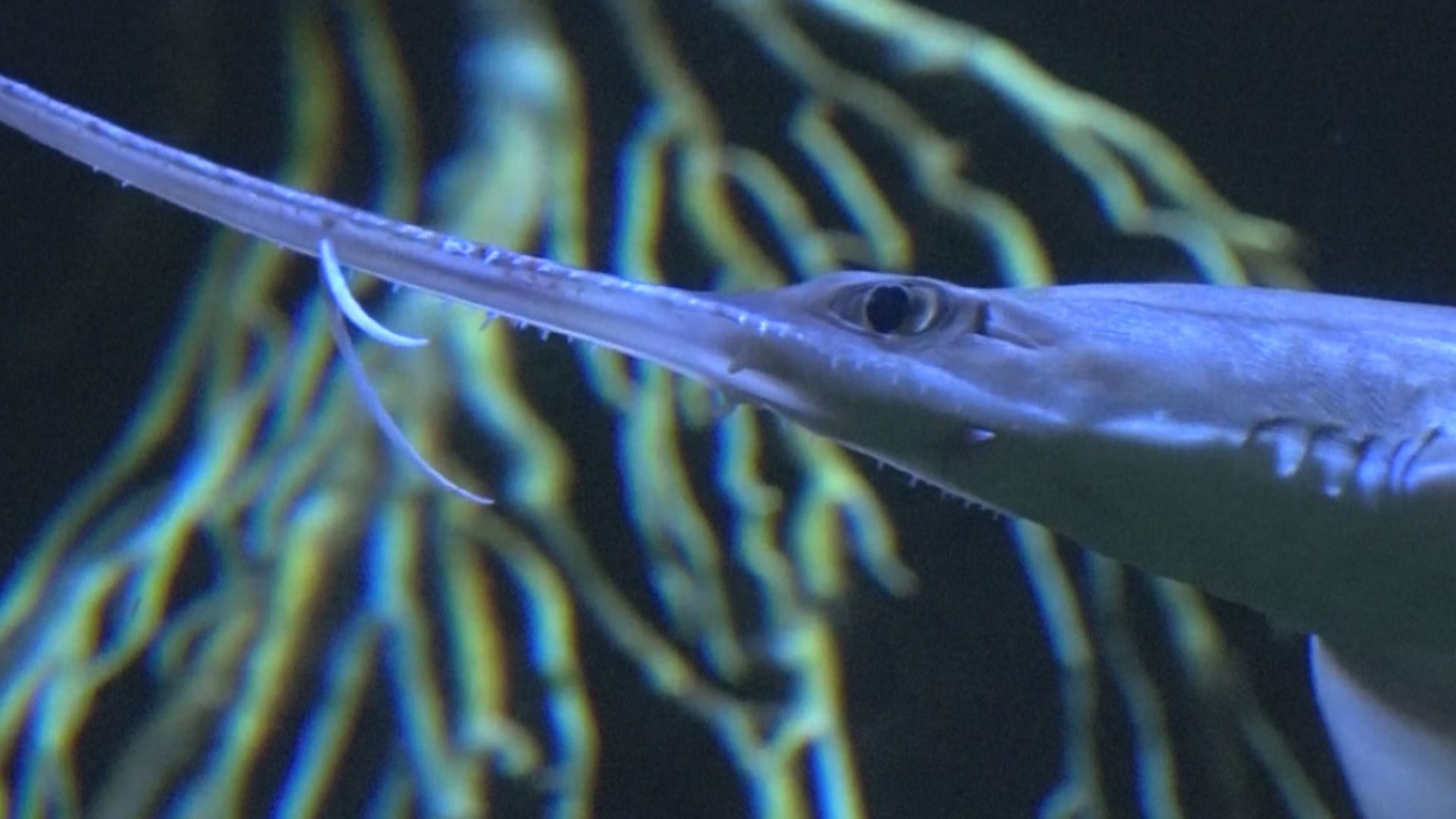 【MOVIE】?Halberd shark first exhibition! Joetsu Aquarium Umigatari ...