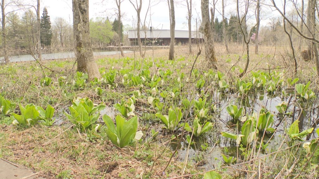 Mizubasho (Asian skunk cabbage) at Imori-ike Pond: Best time to see ...